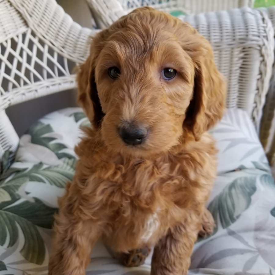 Adoption Process | Maui Doodles